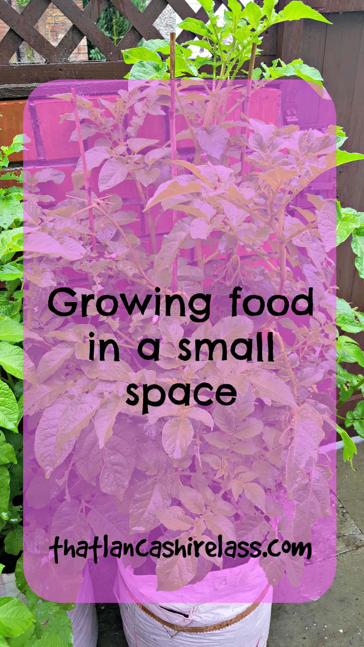 Things we’re growing